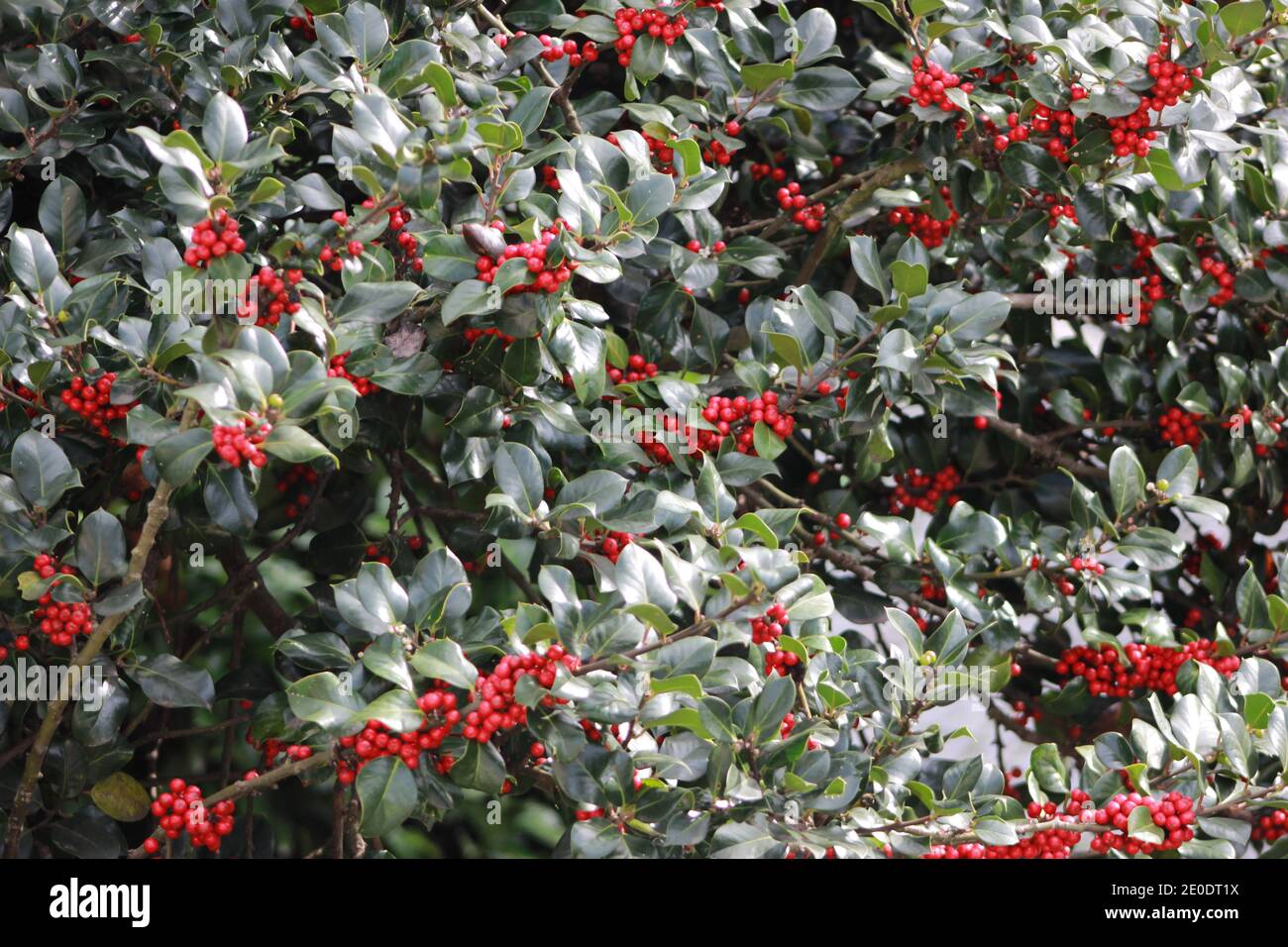 Ancient holly tree hi-res stock photography and images - Alamy