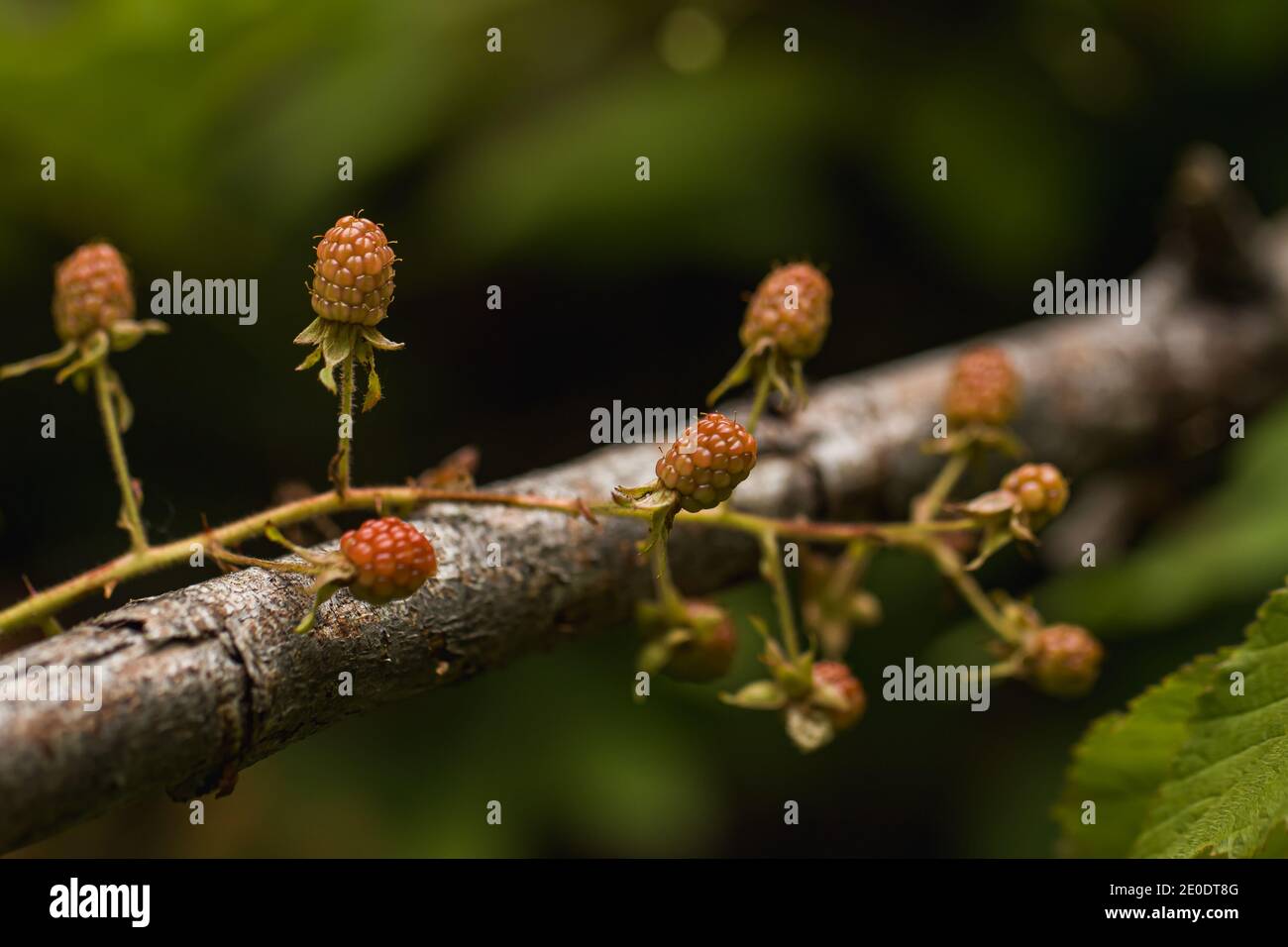 Raspberry Branch Wrapping Around a Tree Stock Photo - Alamy