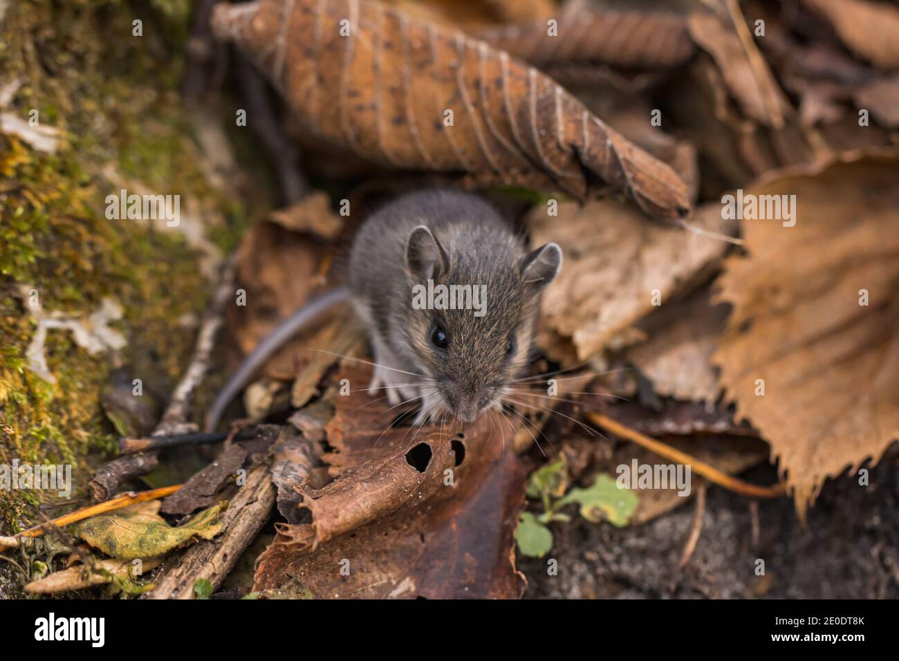 Field mouse leaves hi-res stock photography and images - Alamy