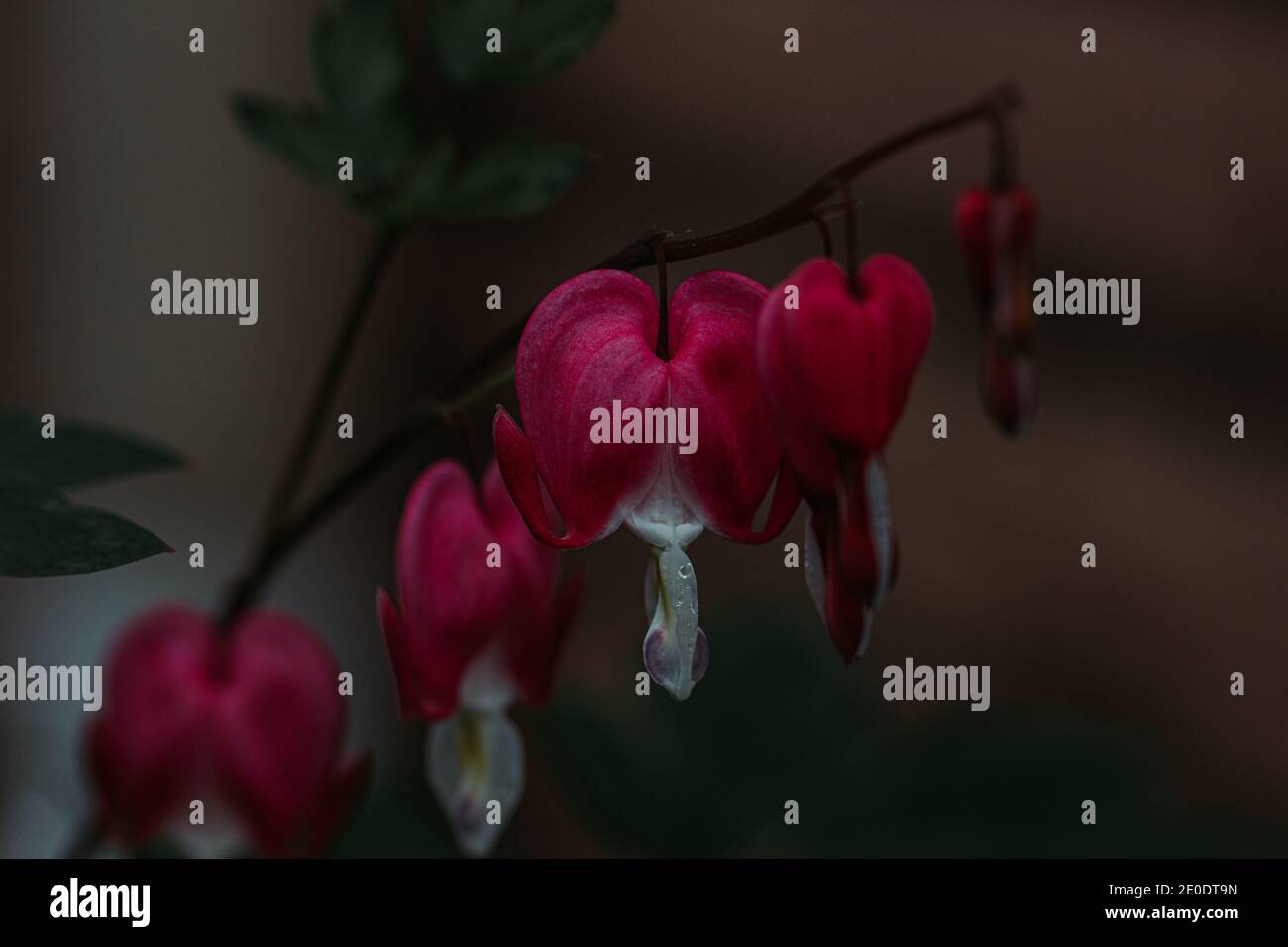Deep Photo of Bleeding Hearts Stock Photo - Alamy