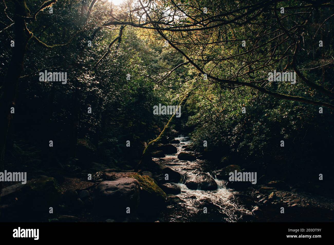 Irish forest hi-res stock photography and images - Alamy