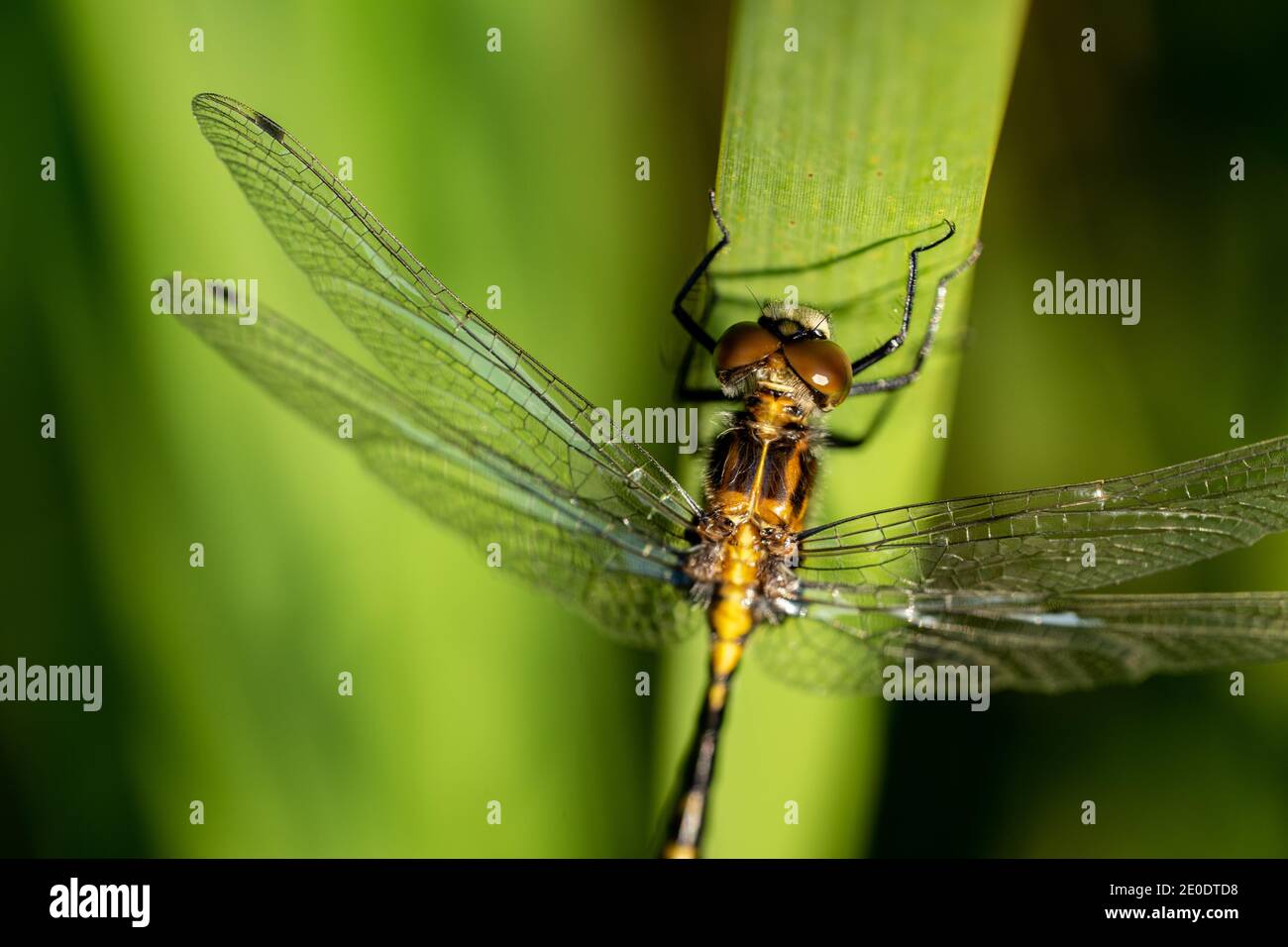 Dragonfly Close Crop on a Reed Stock Photo - Alamy