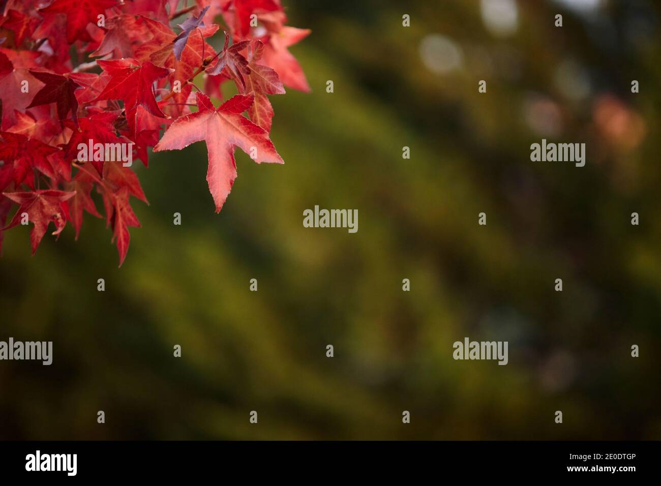 red tree leaves. Automn landscape Stock Photo - Alamy