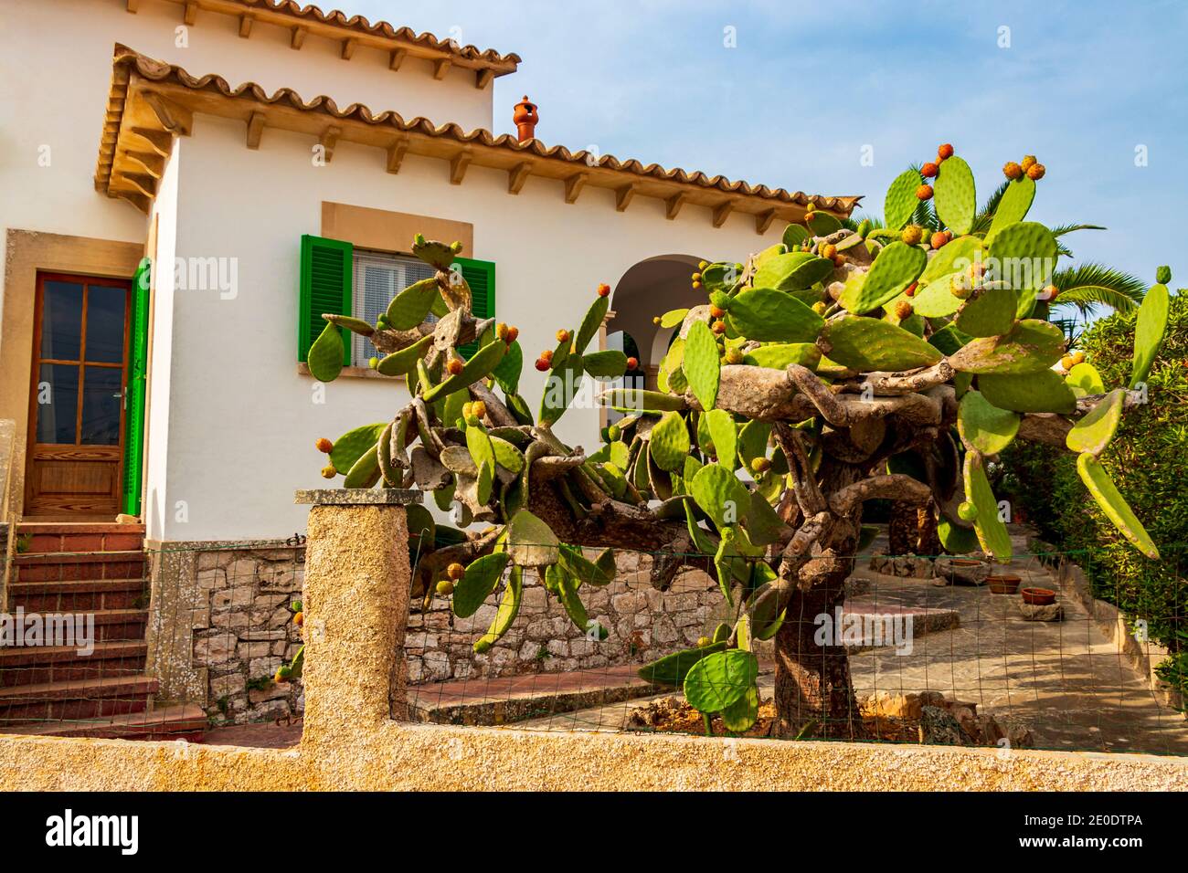 Green cactus and red prickly pears, plants on Mallorca in Spain Stock ...