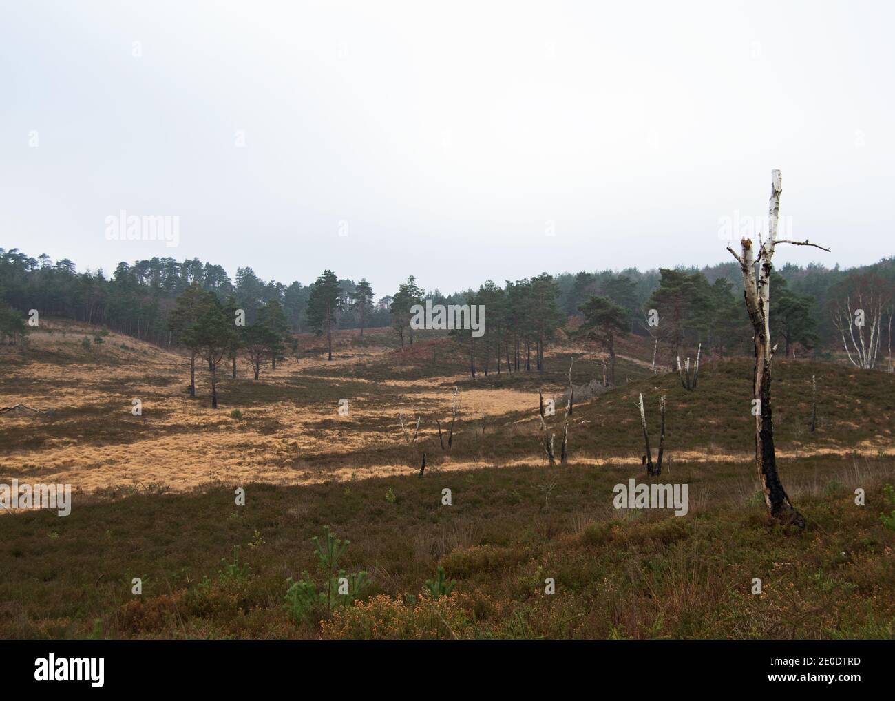 Pirbright Ranges in winter, Surrey, England Stock Photo - Alamy