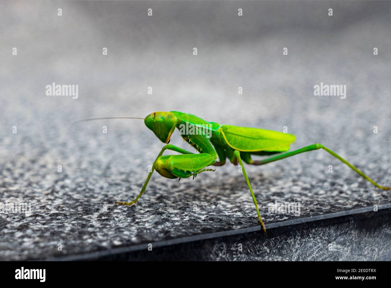 Green praying mantis on grey marble floor in Mallorca Spain Stock Photo ...