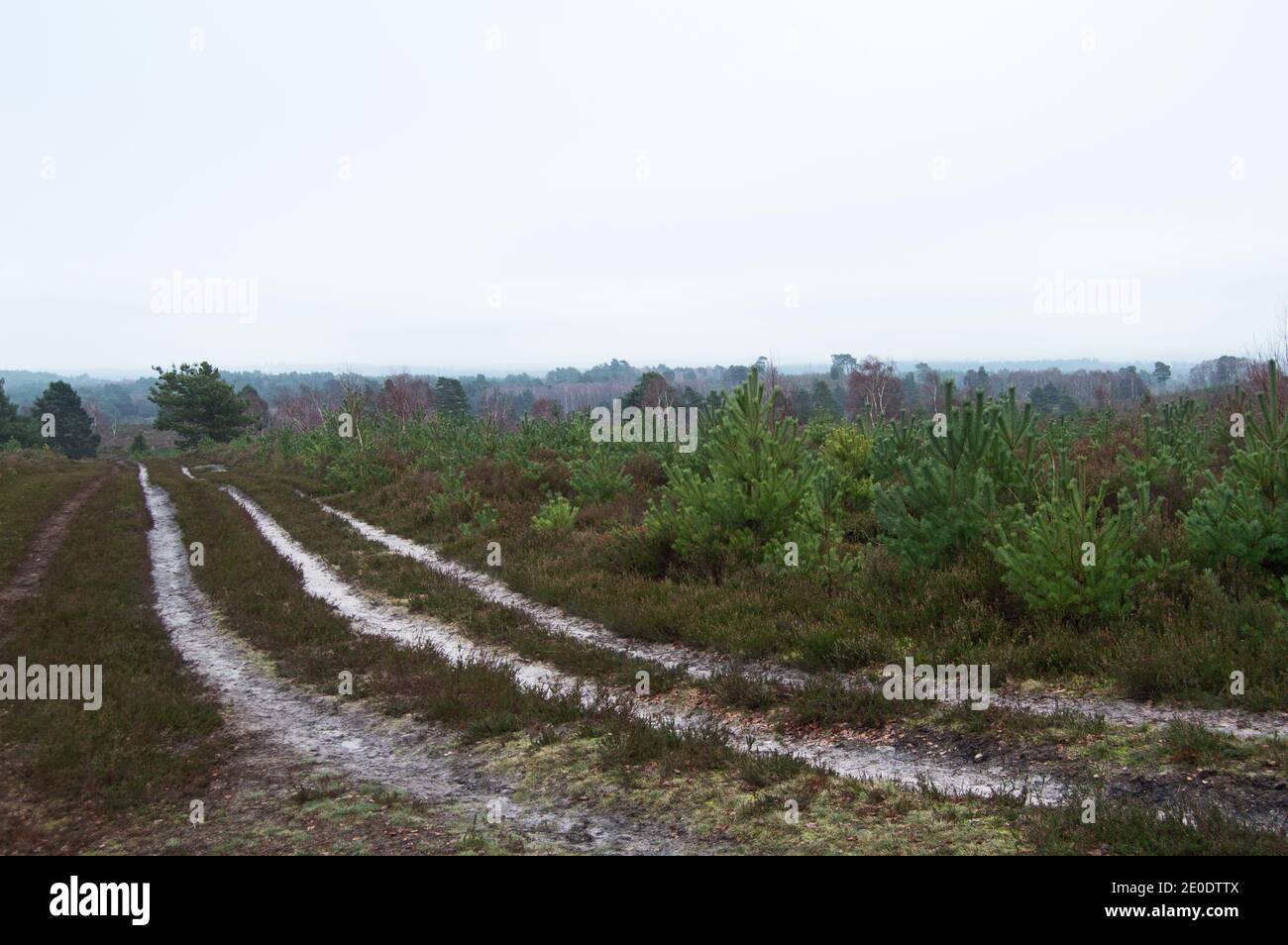 Pirbright hi-res stock photography and images - Alamy