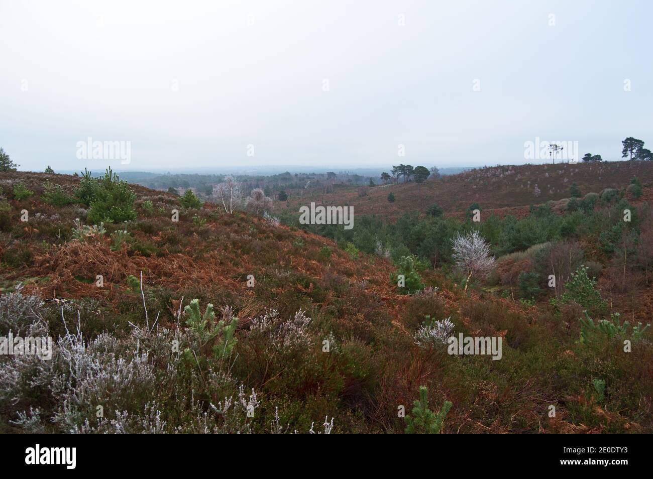 Pirbright Ranges in winter, Surrey, England Stock Photo - Alamy