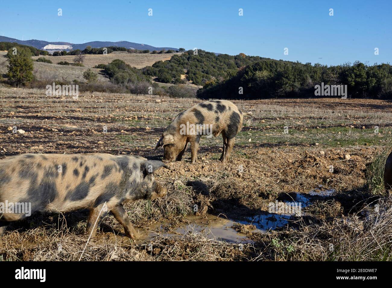 Pigs in a field hi-res stock photography and images - Alamy