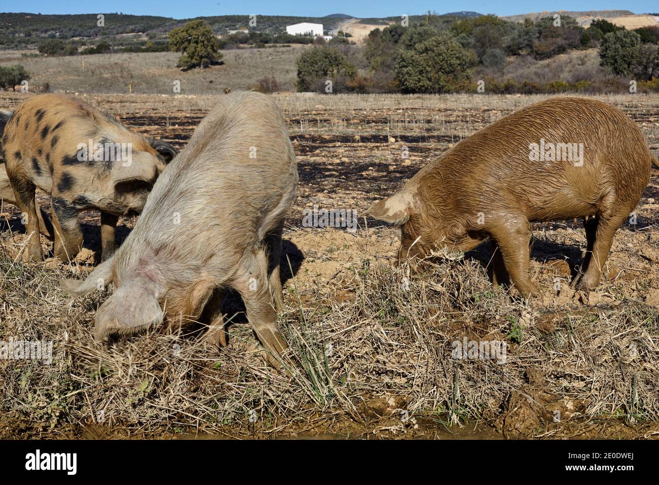 Pigs in a field hi-res stock photography and images - Alamy