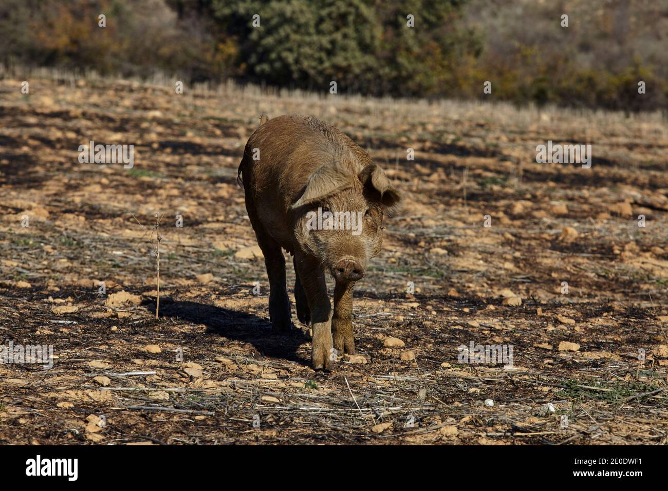Pig in a field hi-res stock photography and images - Alamy