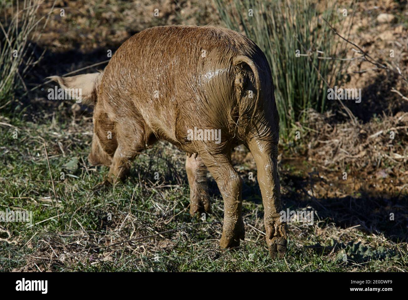 Pig in a field hi-res stock photography and images - Alamy