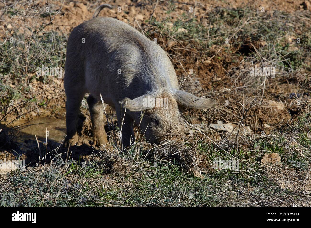 Pig in a field hi-res stock photography and images - Alamy