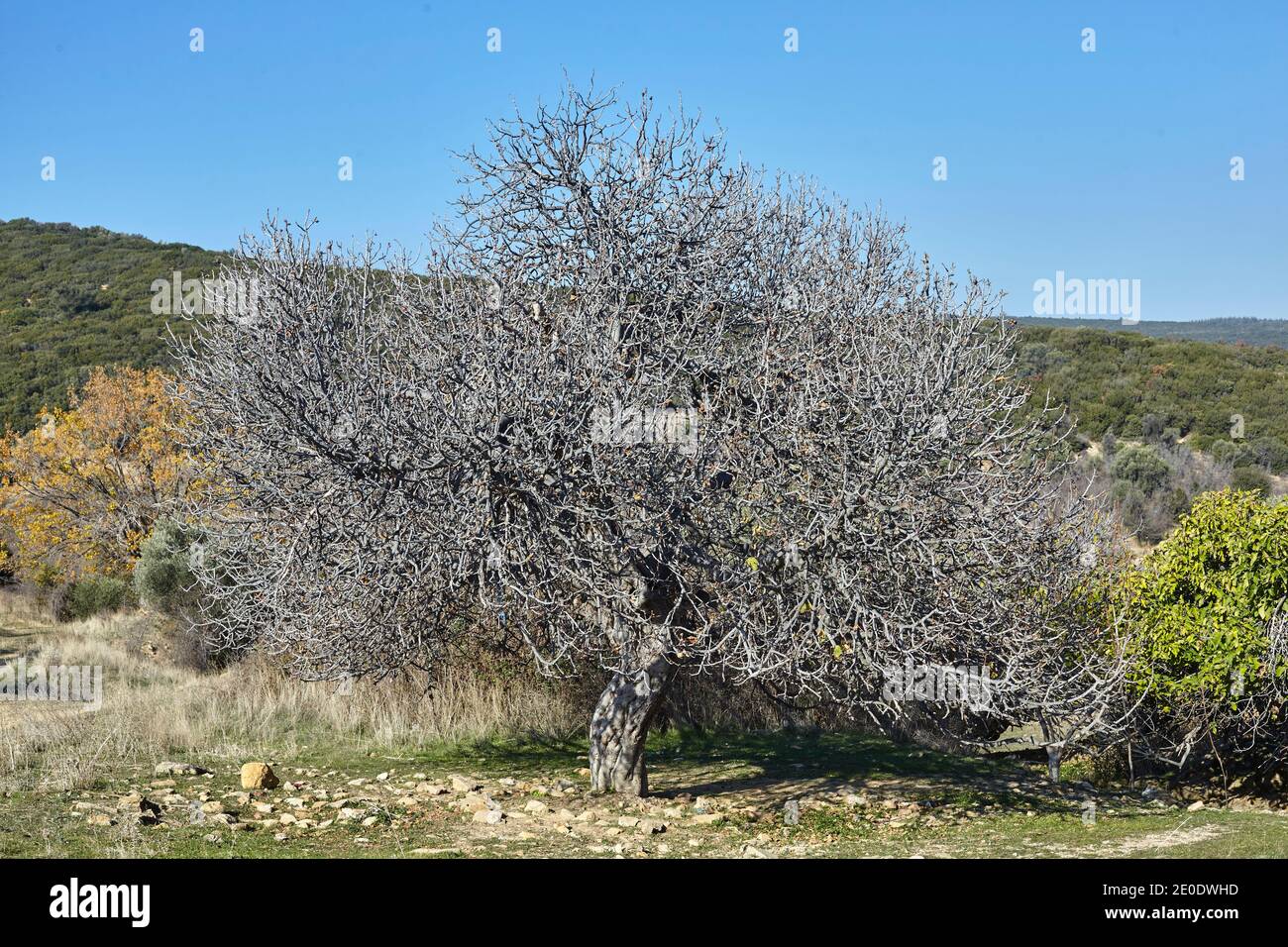 landscape of big fig tree without leaves Stock Photo - Alamy