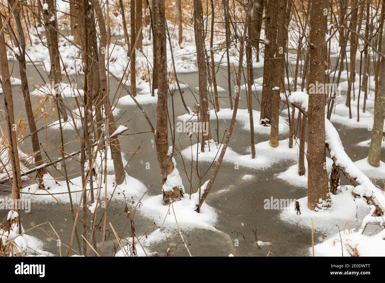 Detroit, Michigan - A frozen wetland on Belle Isle, a park in the ...