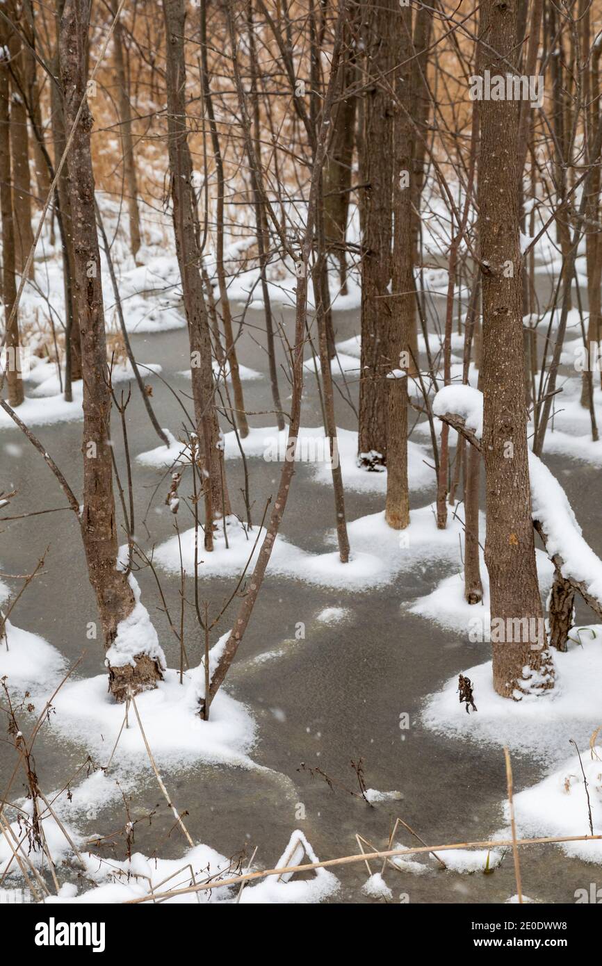 Detroit, Michigan - A frozen wetland on Belle Isle, a park in the ...