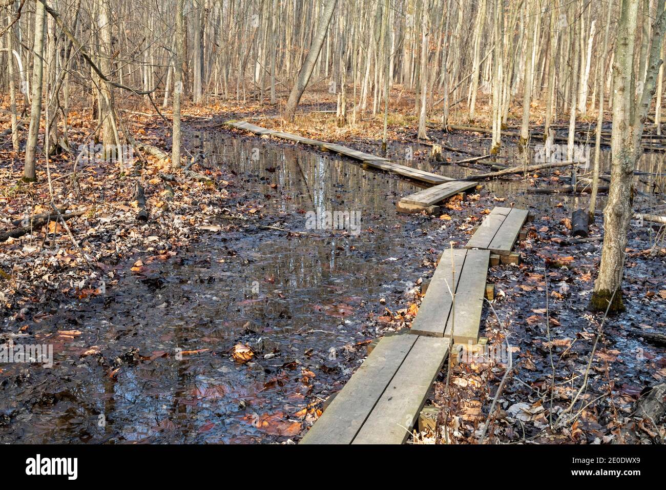 Wetlands trail hi-res stock photography and images - Alamy