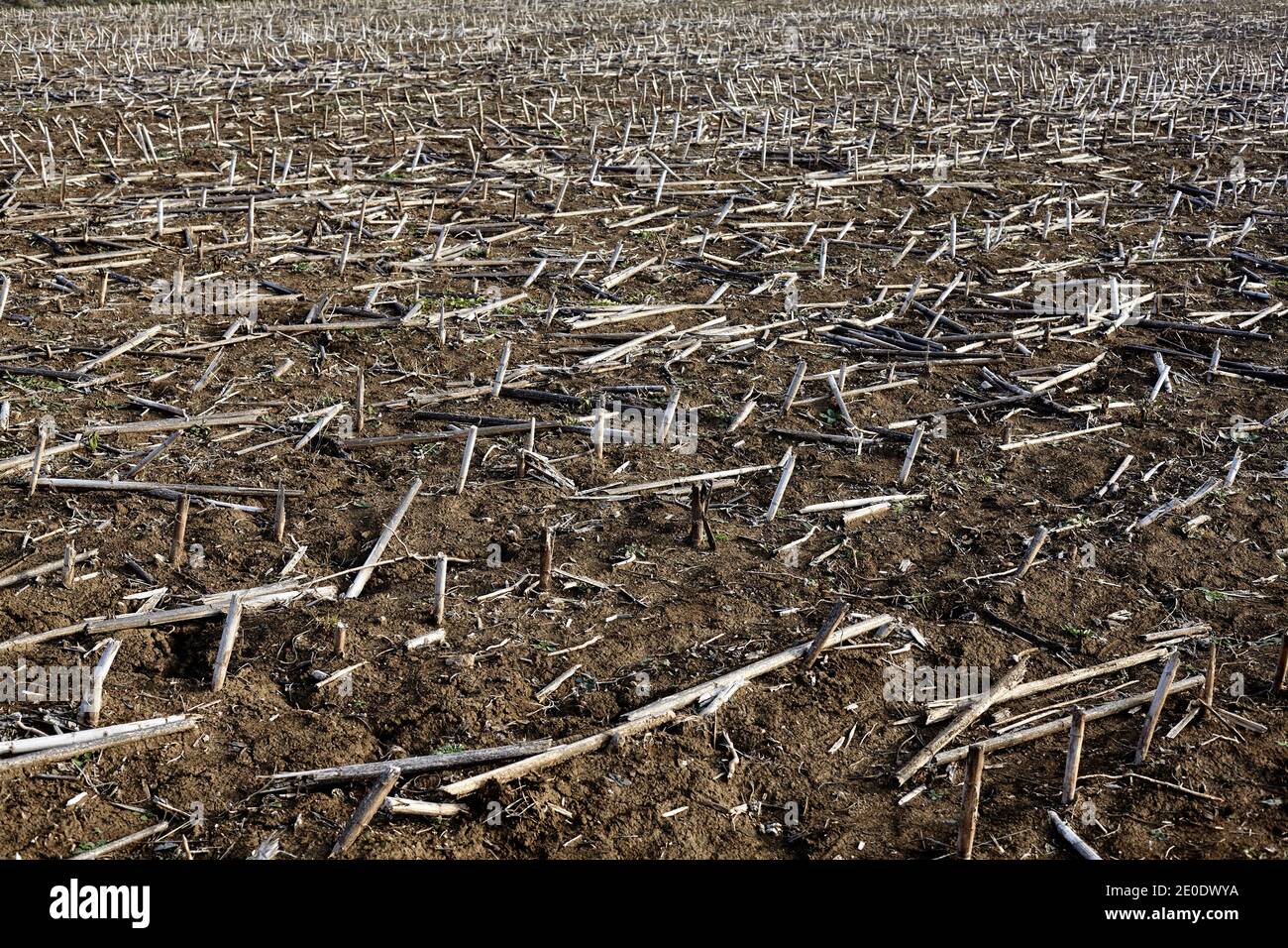 Cutten green hi-res stock photography and images - Alamy