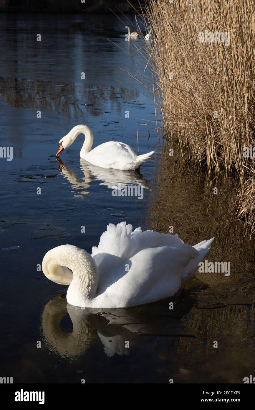 Two young white swans swimming, eating and cleaning their feathers in a ...