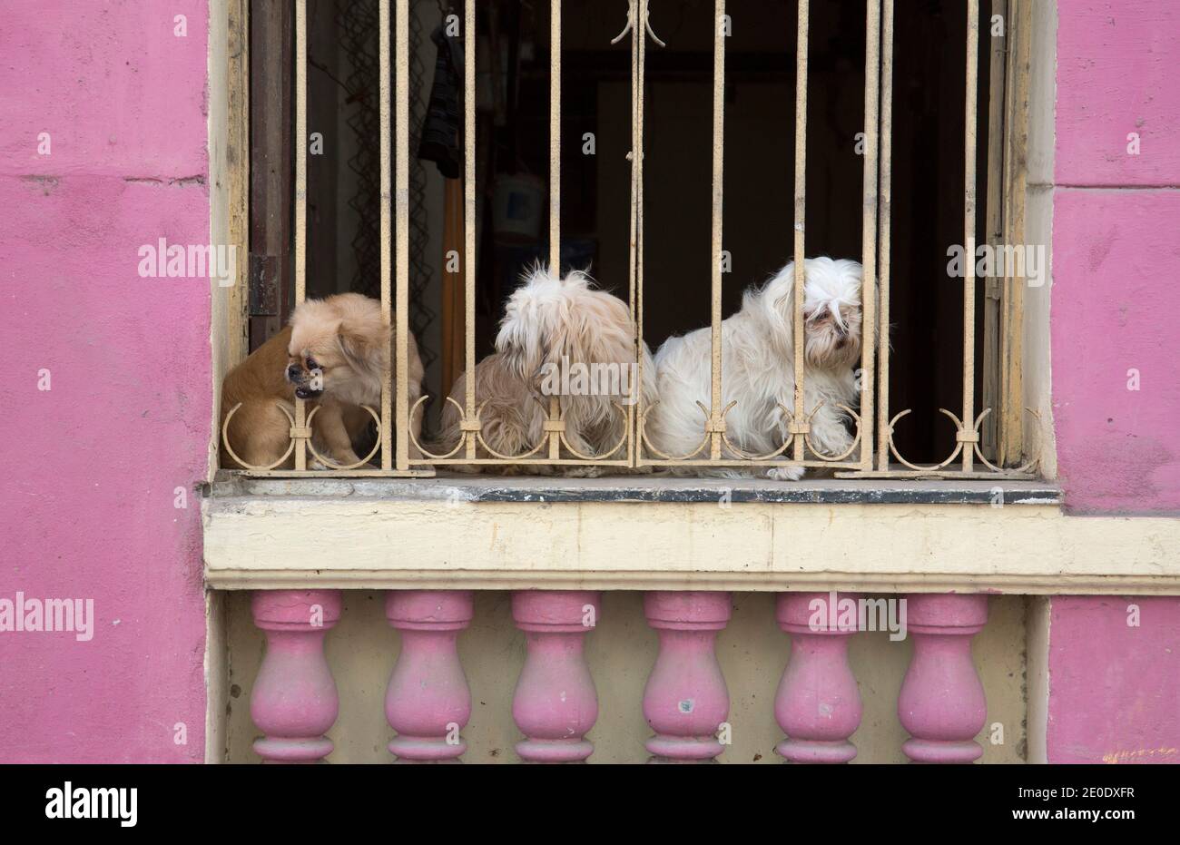Dogs resting behind bars in window of old building, Havana Vieja, Old ...