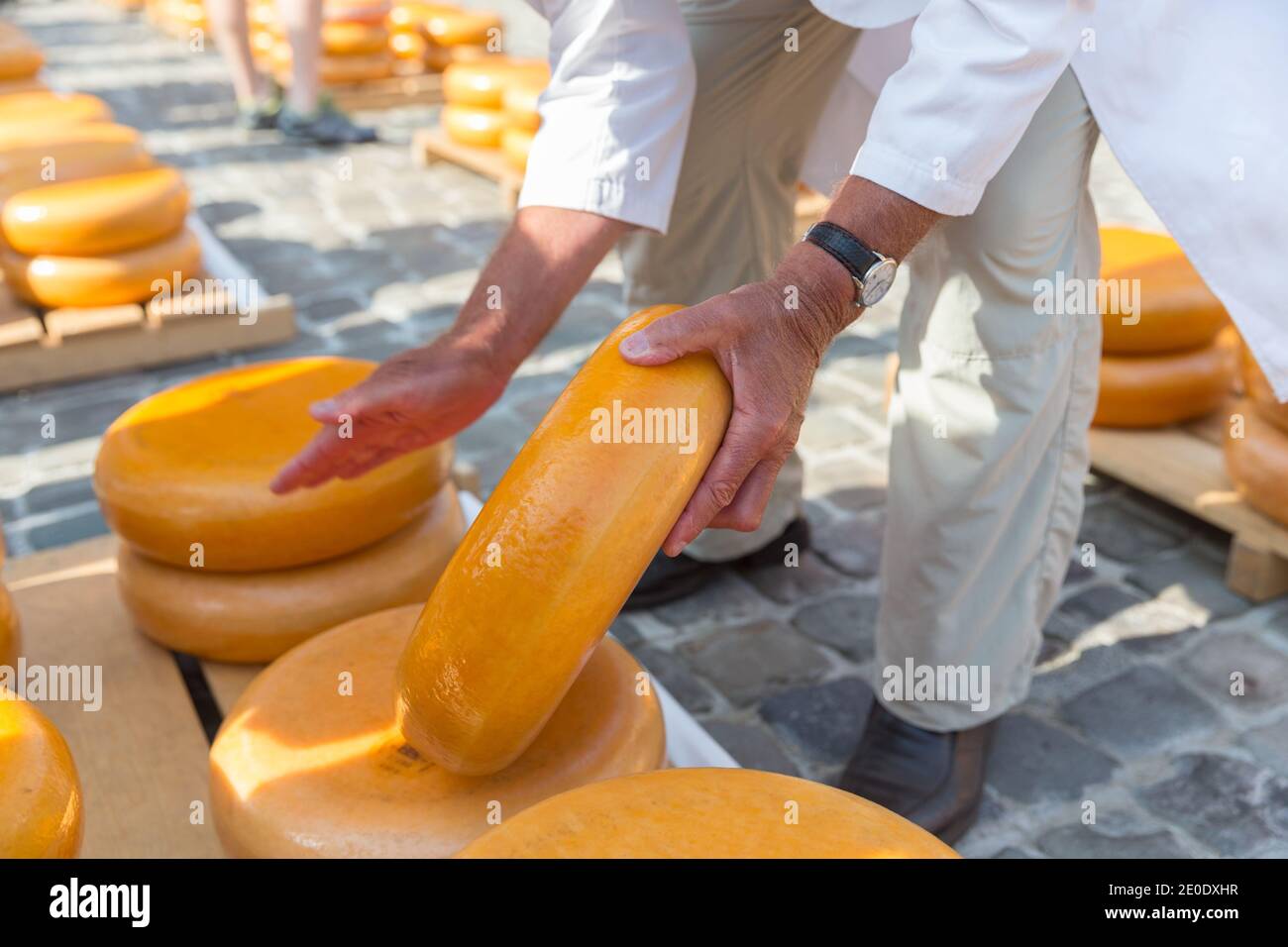 Close-up of the hands of a cheese trader slapping the wheel of cheese ...