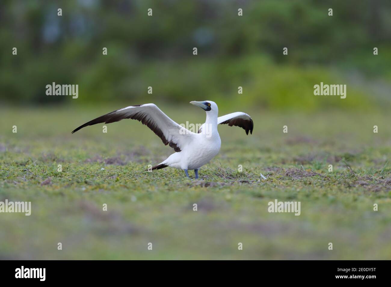 An adult Masked Booby (Sula dactylatra) at a colony on Cosmoledo atoll ...