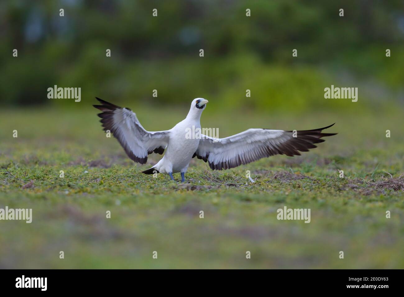 An adult Masked Booby (Sula dactylatra) at a colony on Cosmoledo atoll ...