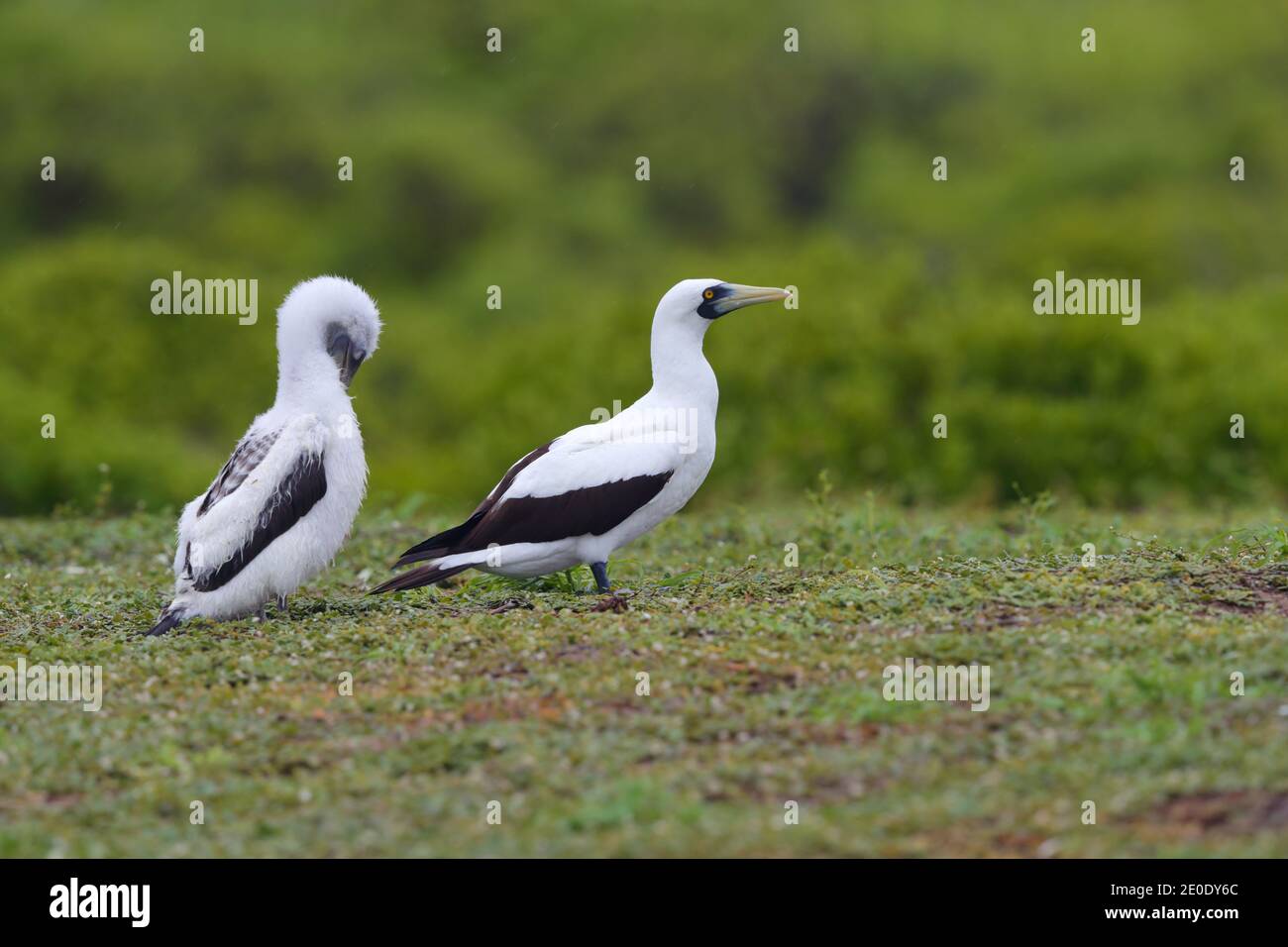 A family of Masked Booby (Sula dactylatra) at a colony on Cosmoledo ...