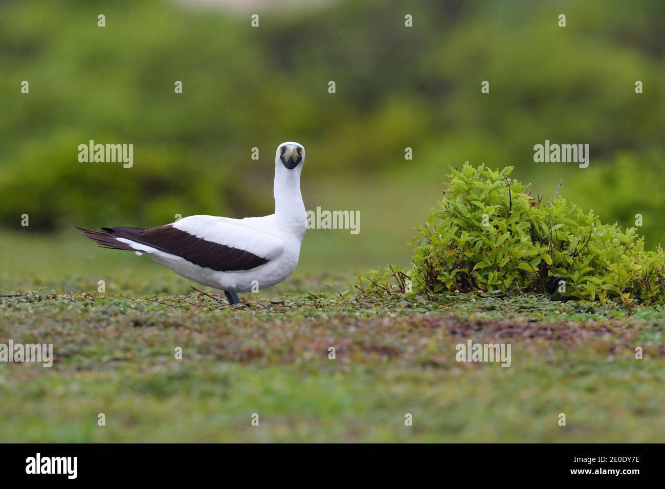 An adult Masked Booby (Sula dactylatra) at a colony on Cosmoledo atoll ...