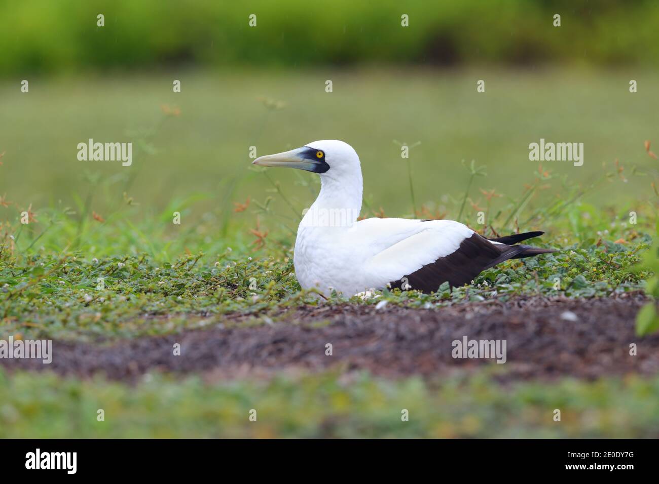An adult Masked Booby (Sula dactylatra) at a colony on Cosmoledo atoll ...