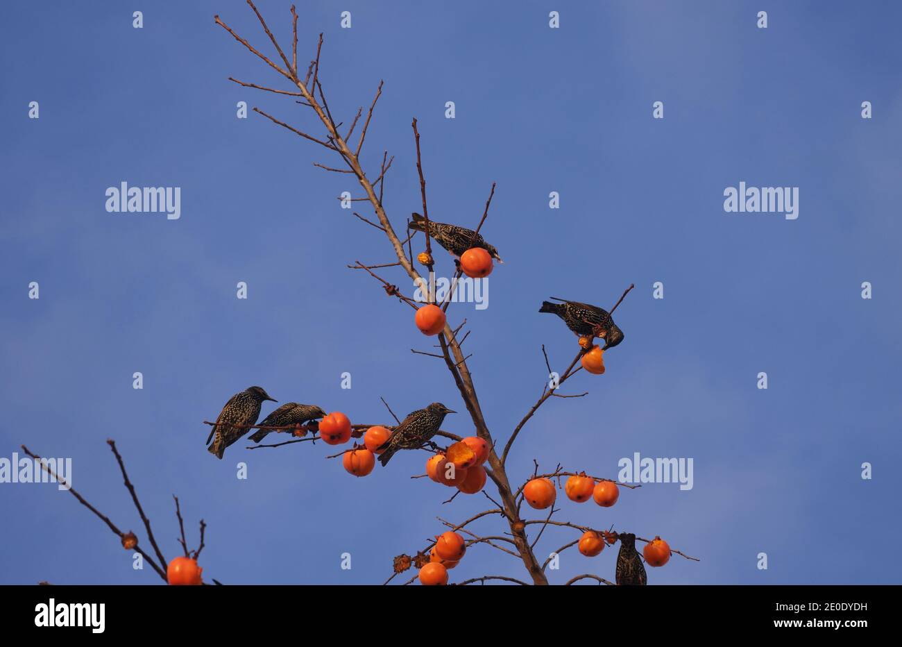 A huge flock of birds posing on persimmon plant Stock Photo - Alamy