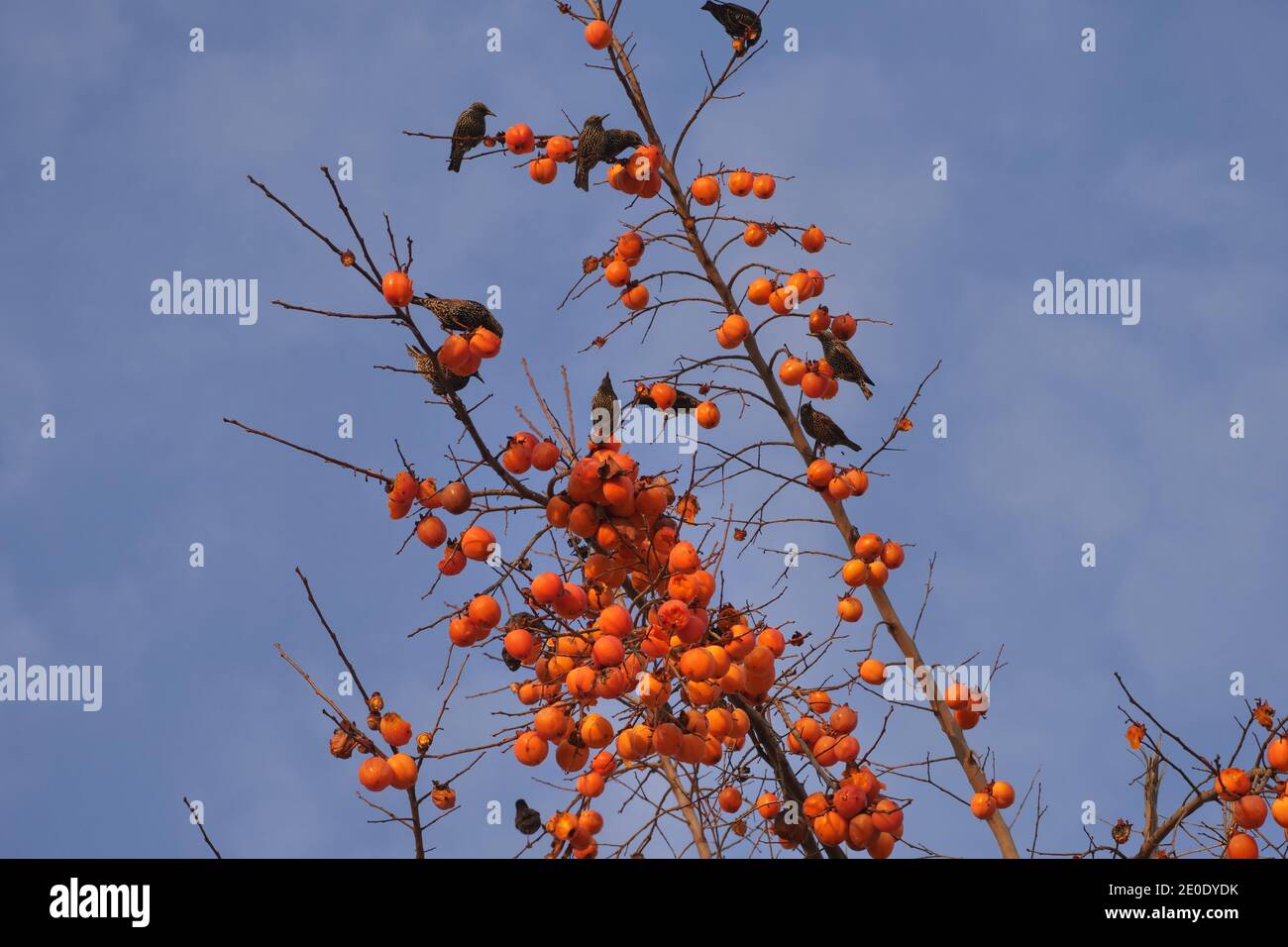 A huge flock of birds posing on persimmon plant Stock Photo - Alamy