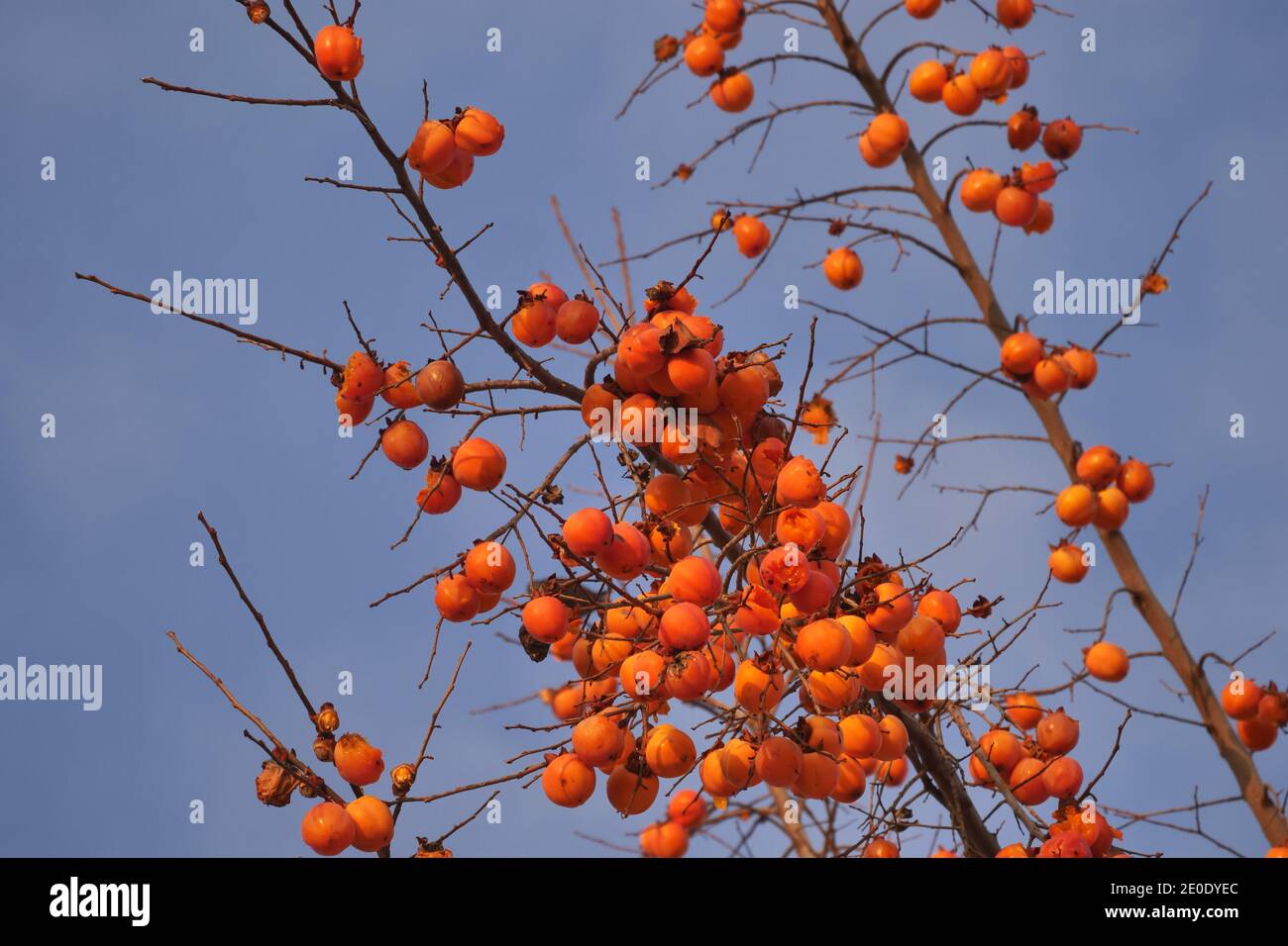 A huge flock of birds posing on persimmon plant Stock Photo - Alamy