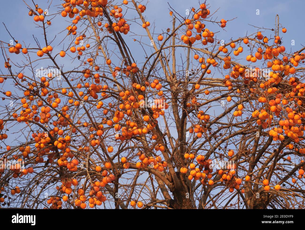 A huge flock of birds posing on persimmon plant Stock Photo - Alamy