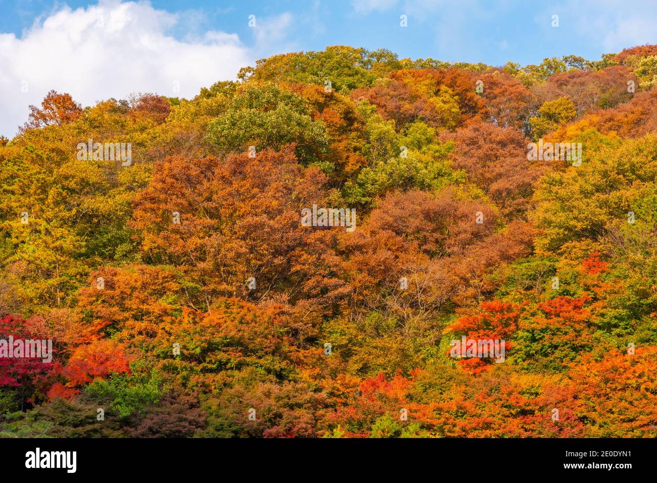 Colorful trees during autumn foliage season at Naejangsan national park ...