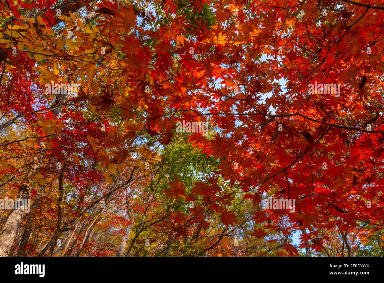 Colorful trees during autumn foliage season at Naejangsan national park ...