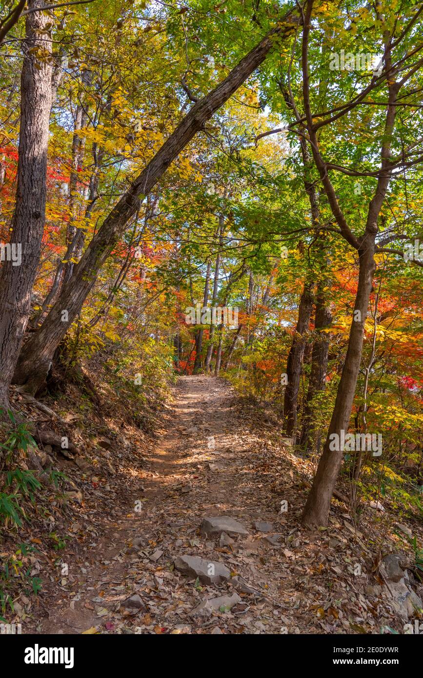 Colorful trees alongside a path at Naejangsan national park in republic ...
