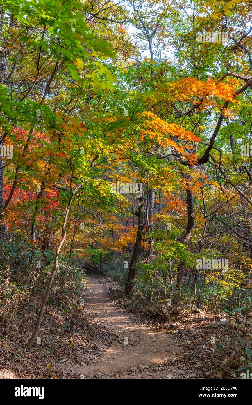 Colorful trees alongside a path at Naejangsan national park in republic ...