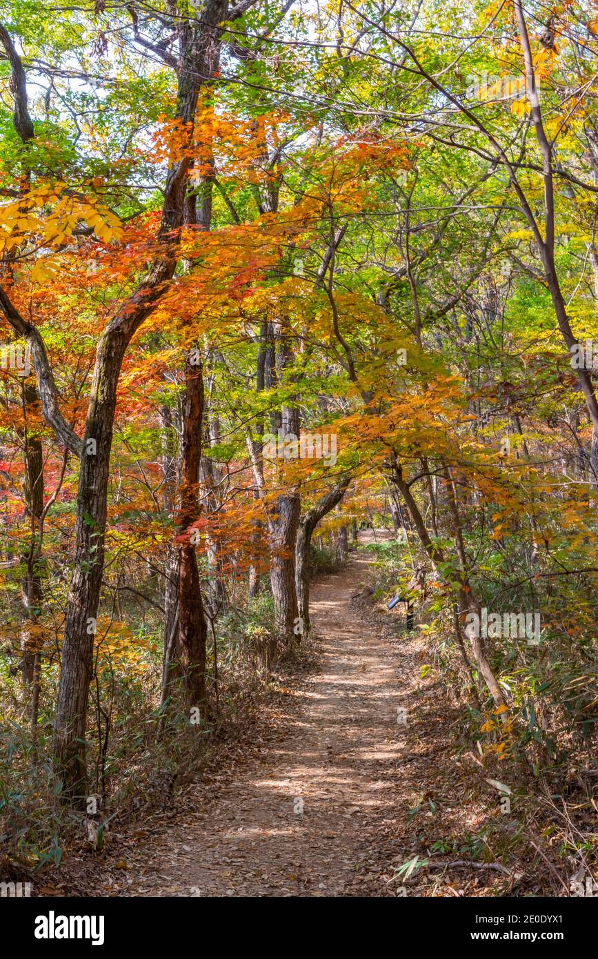 Colorful trees alongside a path at Naejangsan national park in republic ...