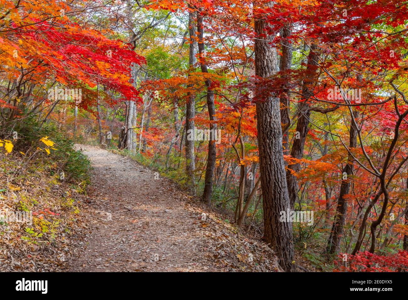 Colorful trees alongside a path at Naejangsan national park in republic ...