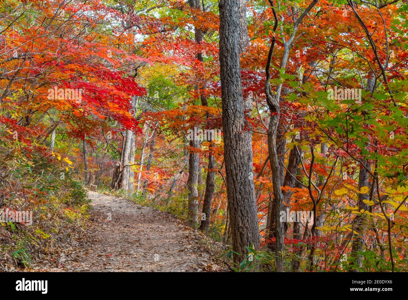 Colorful trees alongside a path at Naejangsan national park in republic ...