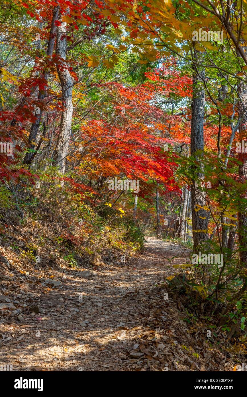 Colorful trees alongside a path at Naejangsan national park in republic ...