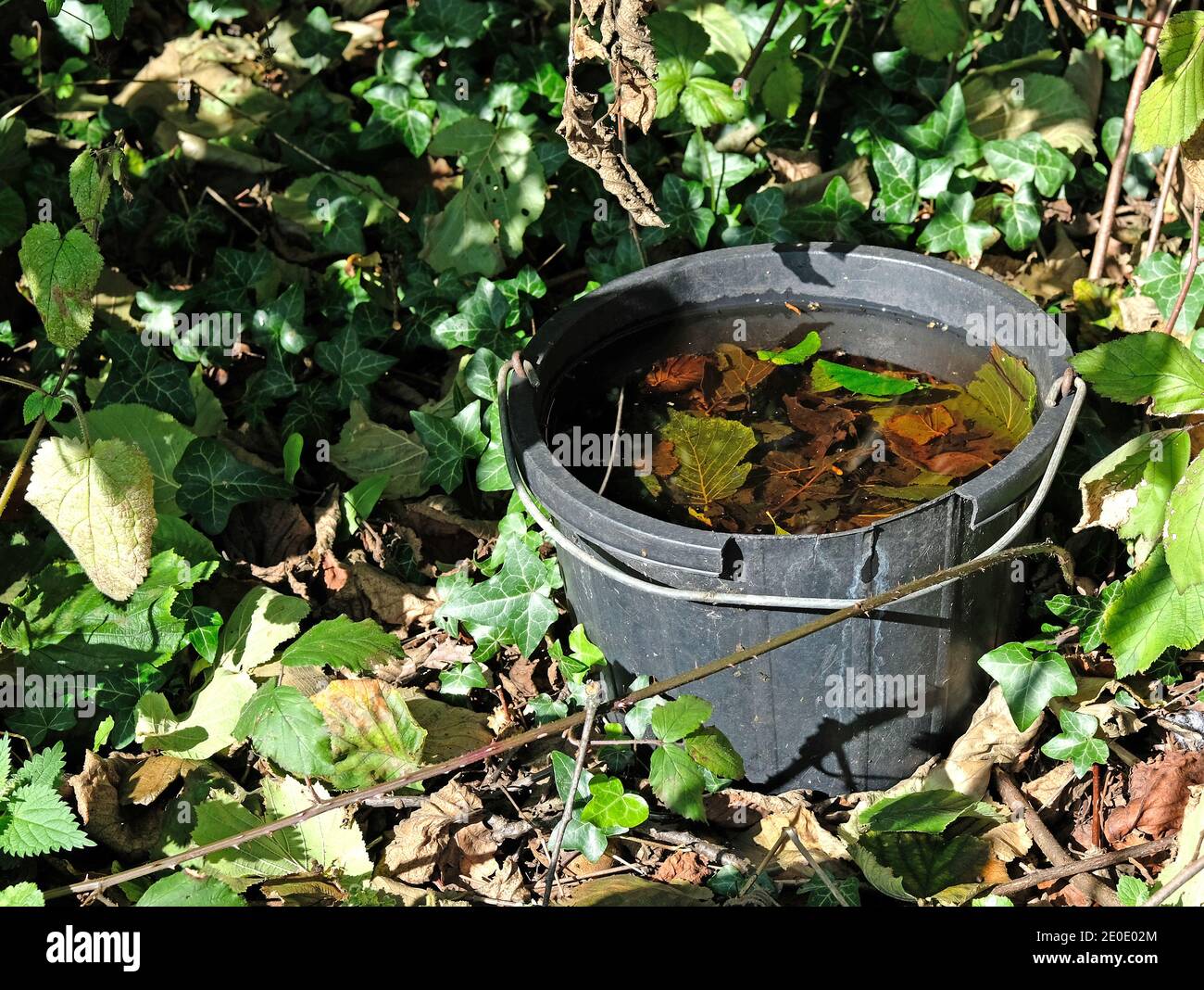 Old bucket full of leaves and water Stock Photo - Alamy