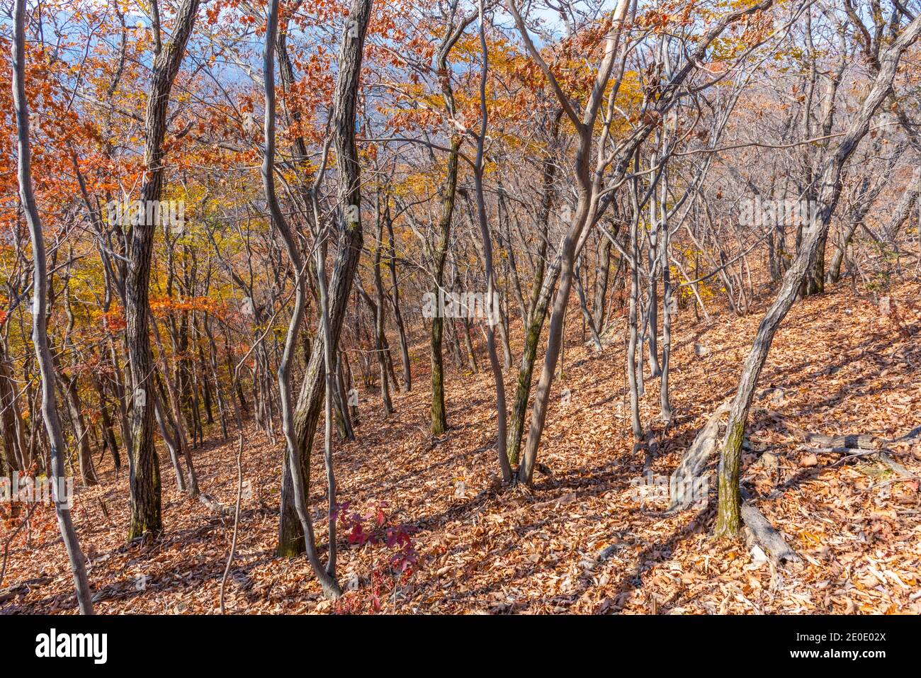 Colorful trees during autumn foliage season at Naejangsan national park ...