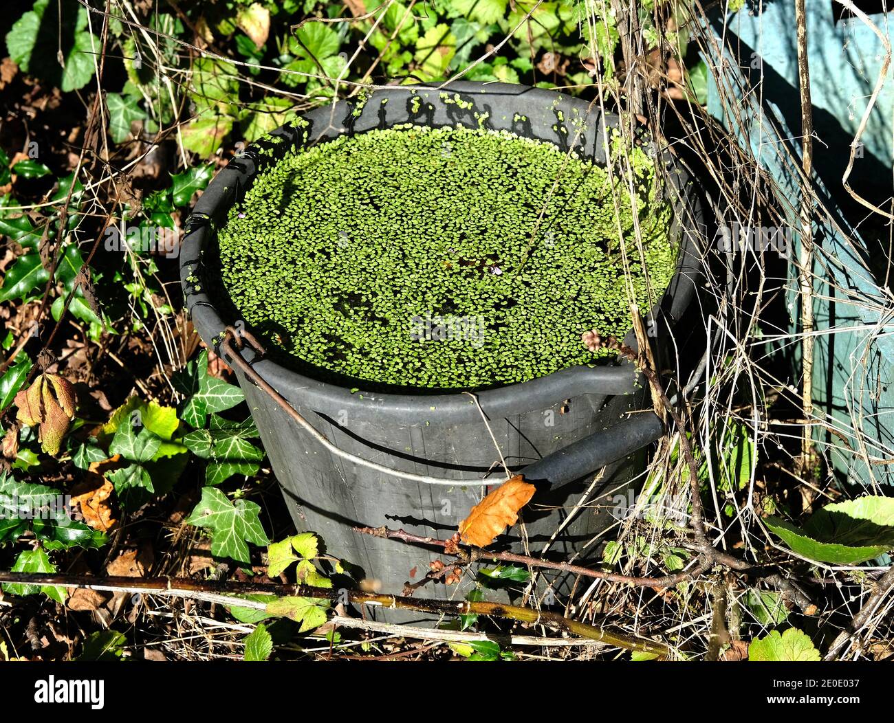 Old bucket full of leaves and water Stock Photo - Alamy