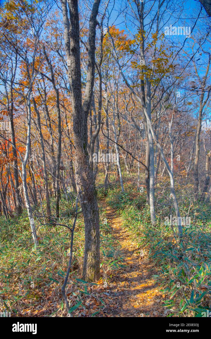 Colorful trees alongside a path at Naejangsan national park in republic ...