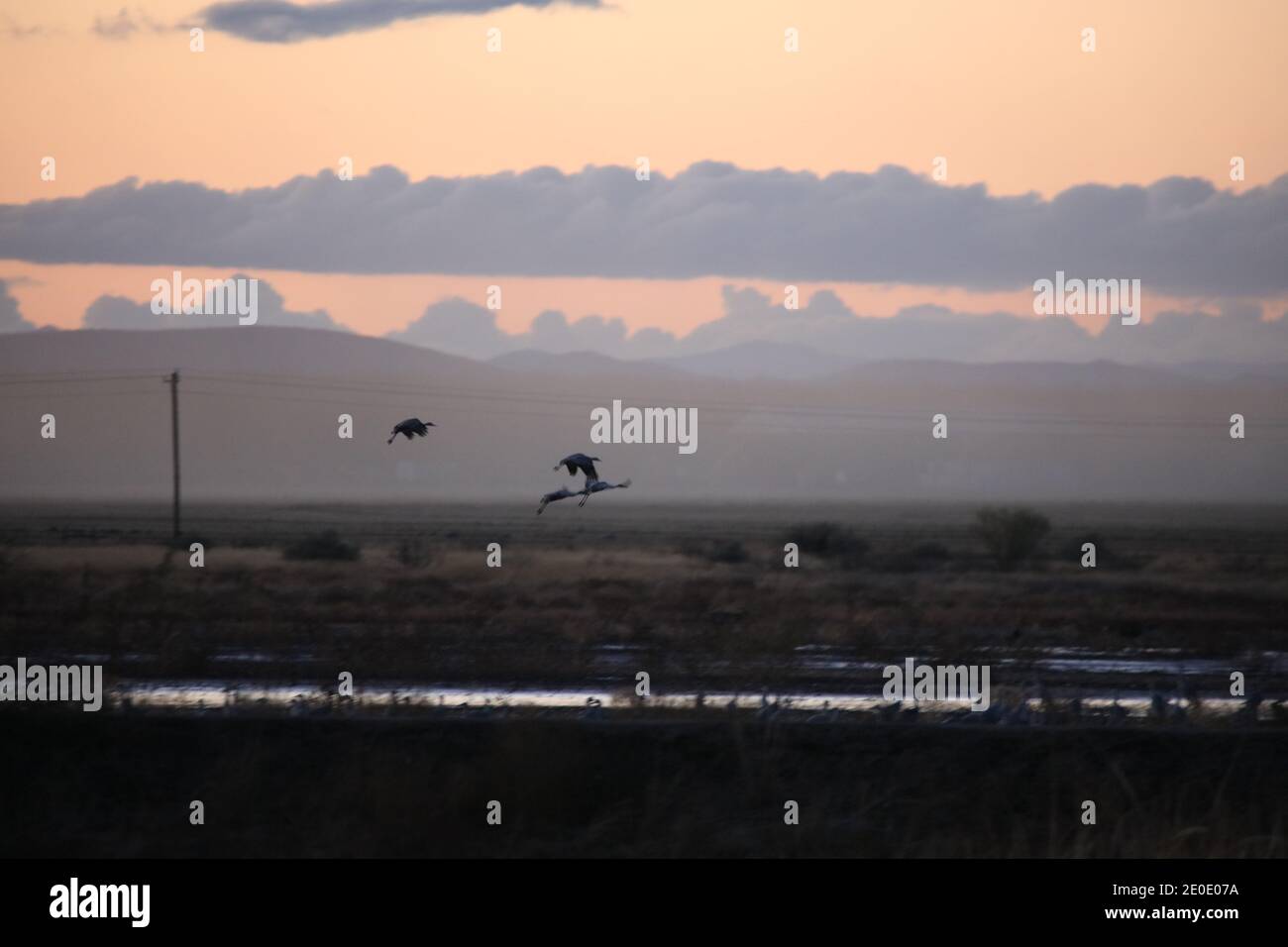 Sandhill Cranes at Whitewater Draw Stock Photo - Alamy