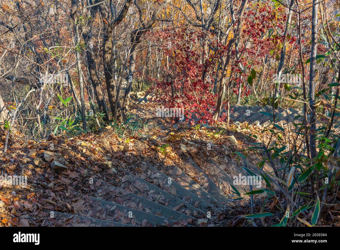 Colorful trees alongside a path at Naejangsan national park in republic ...