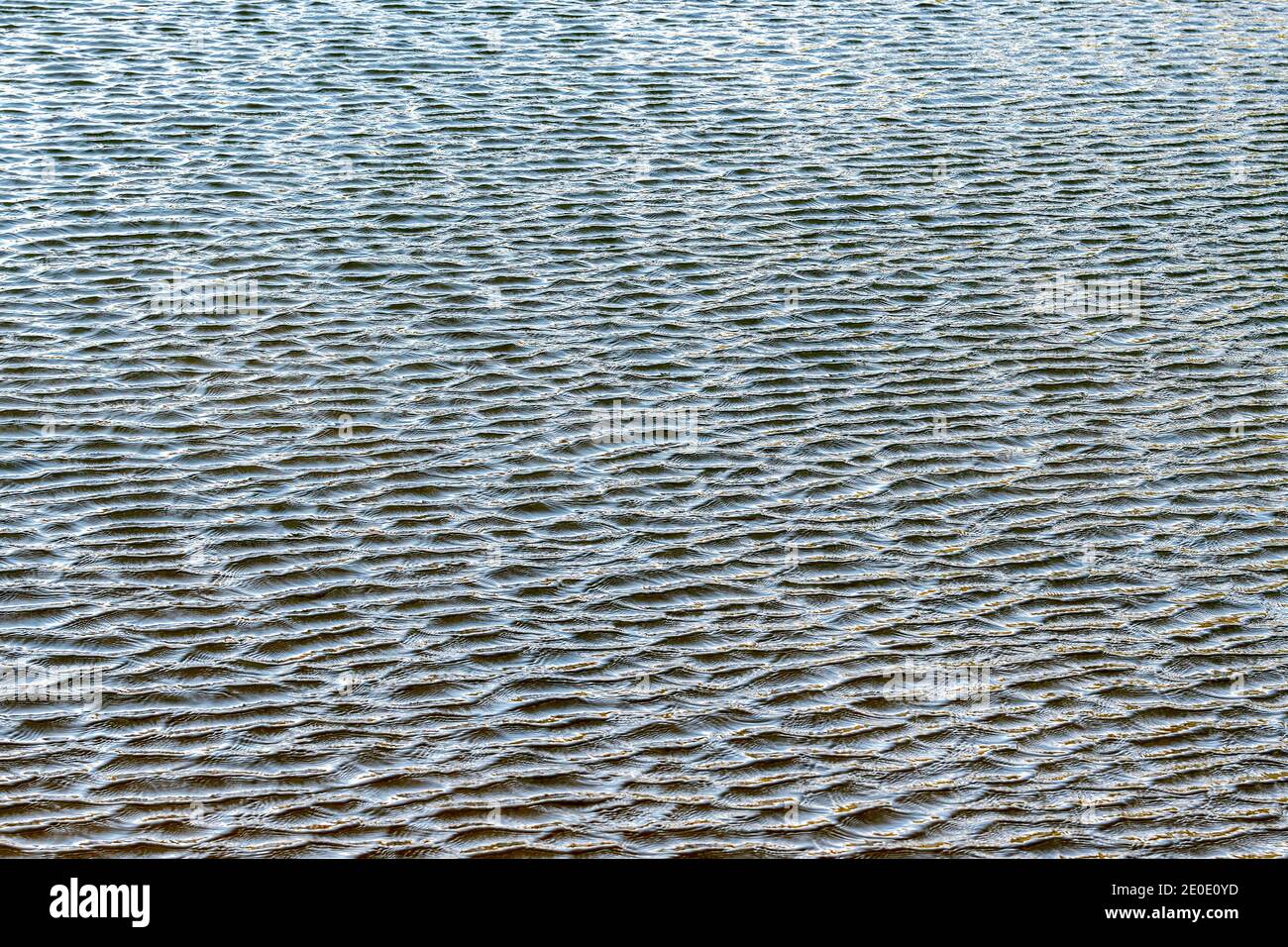 Small ripples on a lake. The wind causes smaller ripples on the main ...