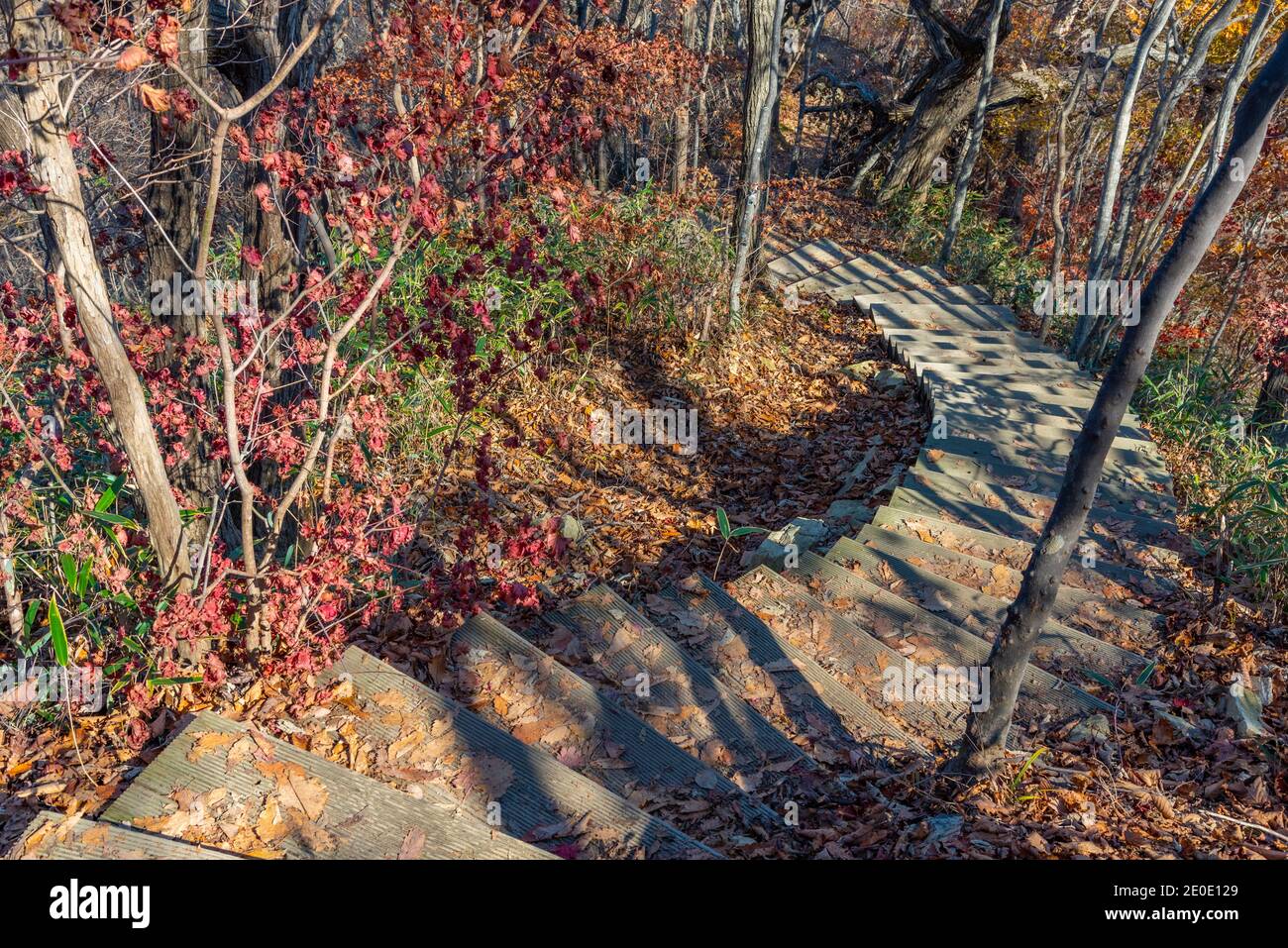 Colorful trees alongside a path at Naejangsan national park in republic ...